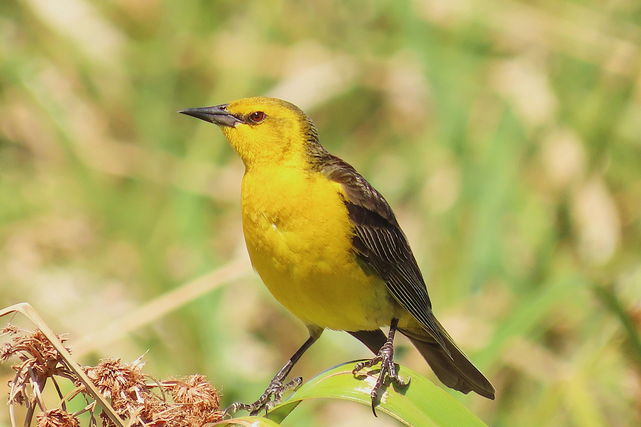 Birding Tours Uruguay